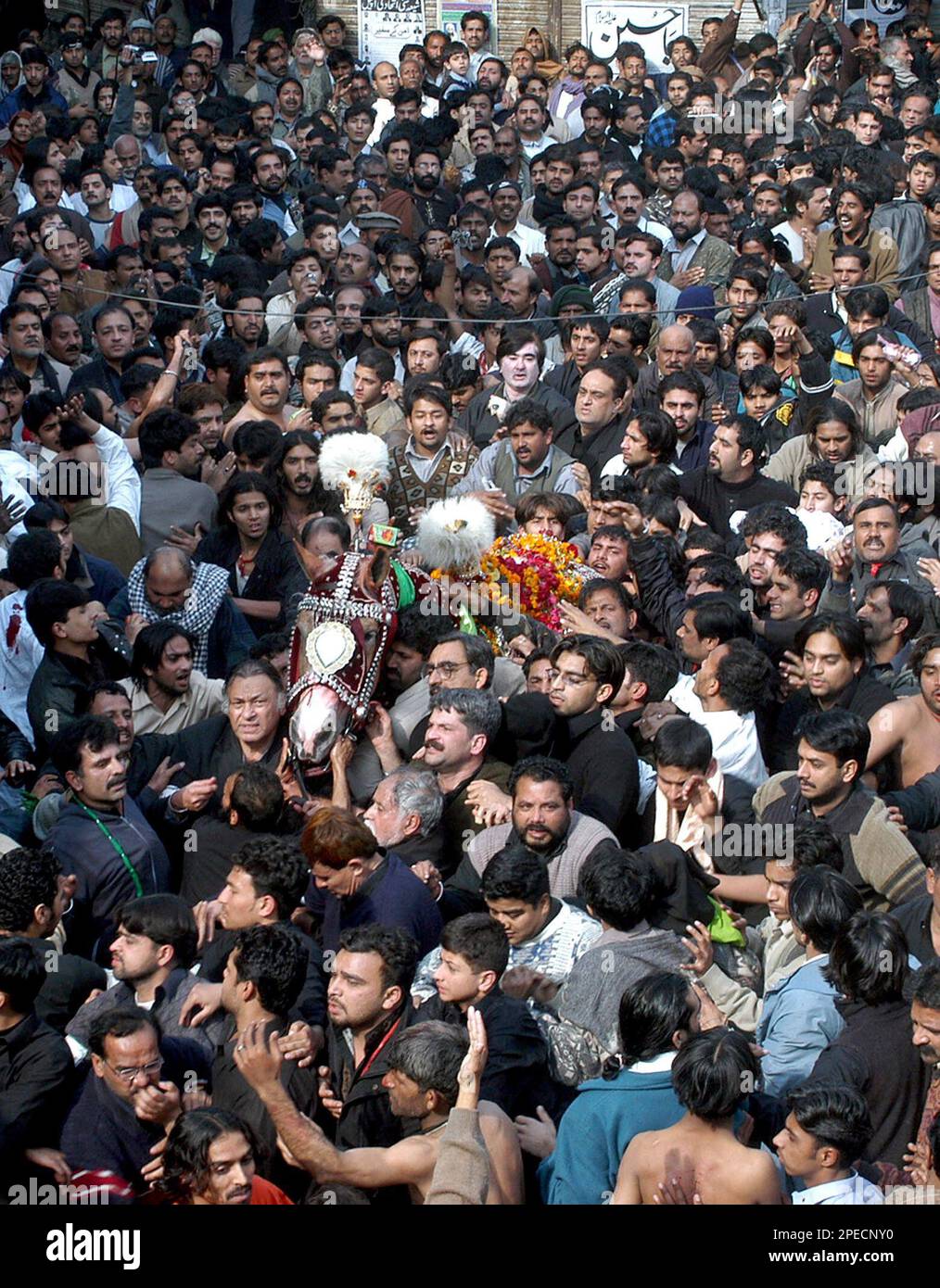 Pakistani Shiite Muslims gather around a horse, a symbol of Hussain's ...