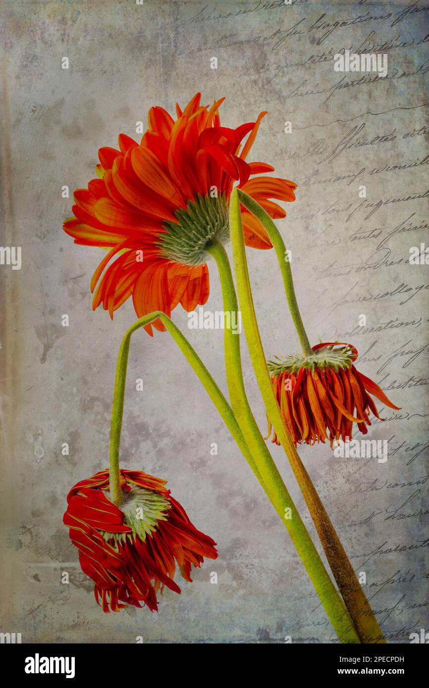 Welkende blumen -Fotos und -Bildmaterial in hoher Auflösung – Alamy