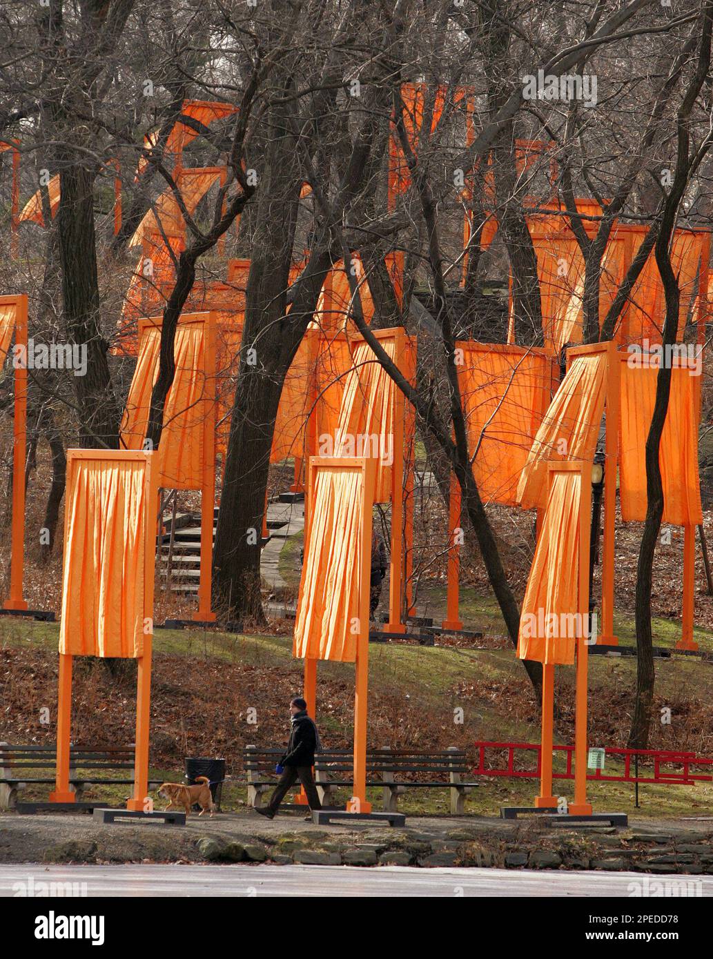 A pedestrian walks his dog through "The Gates" project, by artists ...