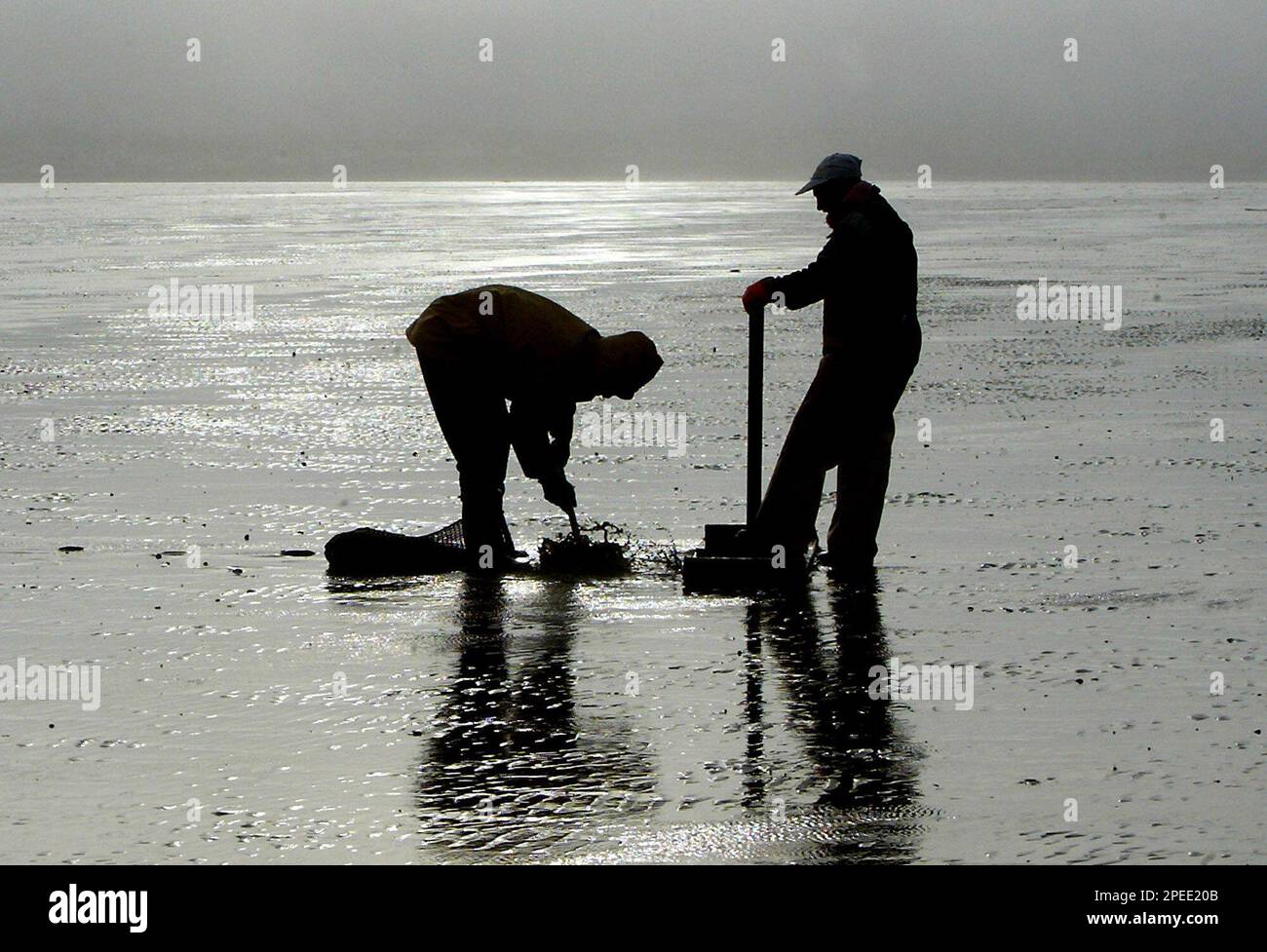 Cockle pickers on the beach at Morecambe Bay, England, Friday Feb. 4 ...