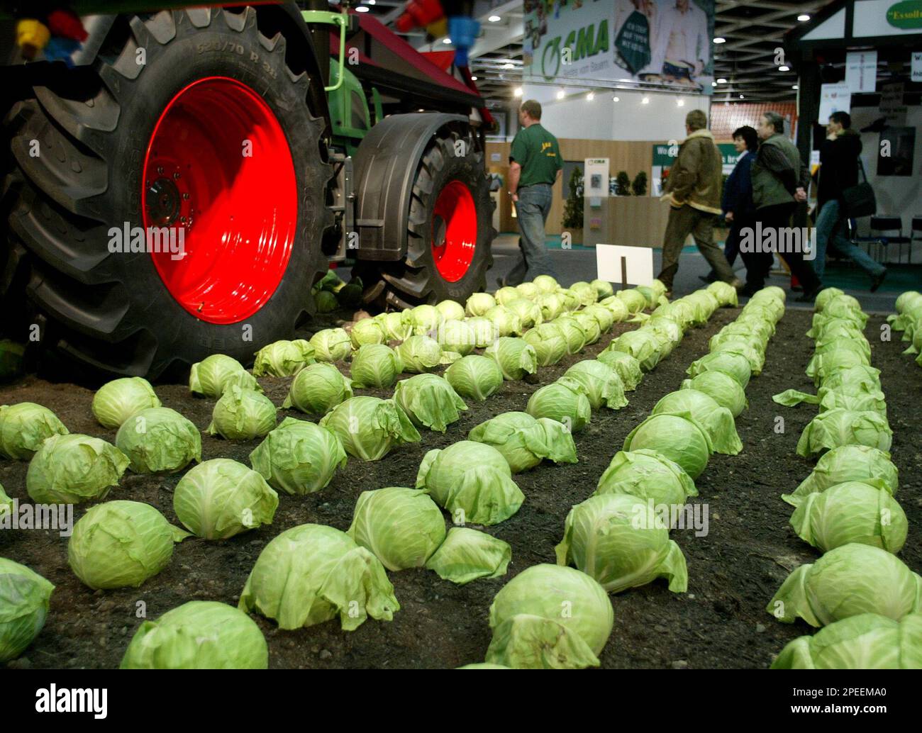 Besucher gehen am Donnerstag, 27. Jan. 2005, an einem Bio-Weisskohl ...