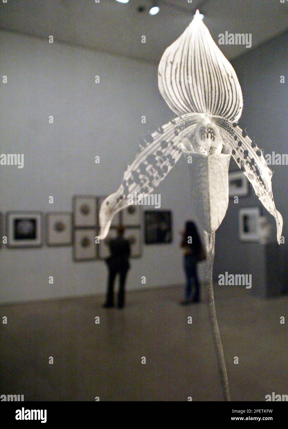 Besucher spiegeln sich im 1987 entstandenen Bild "Orchid" des ...