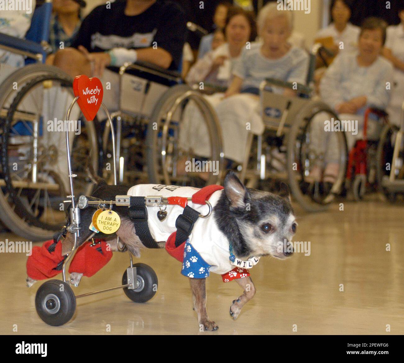 Wheely Willy, a therapy dog from Long Beach, Calif., greets wheelchair ...