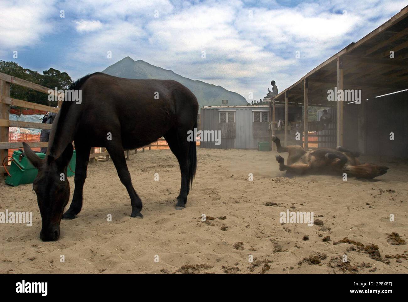 Two mules imported from Canada rest and roll on the ground in front of ...