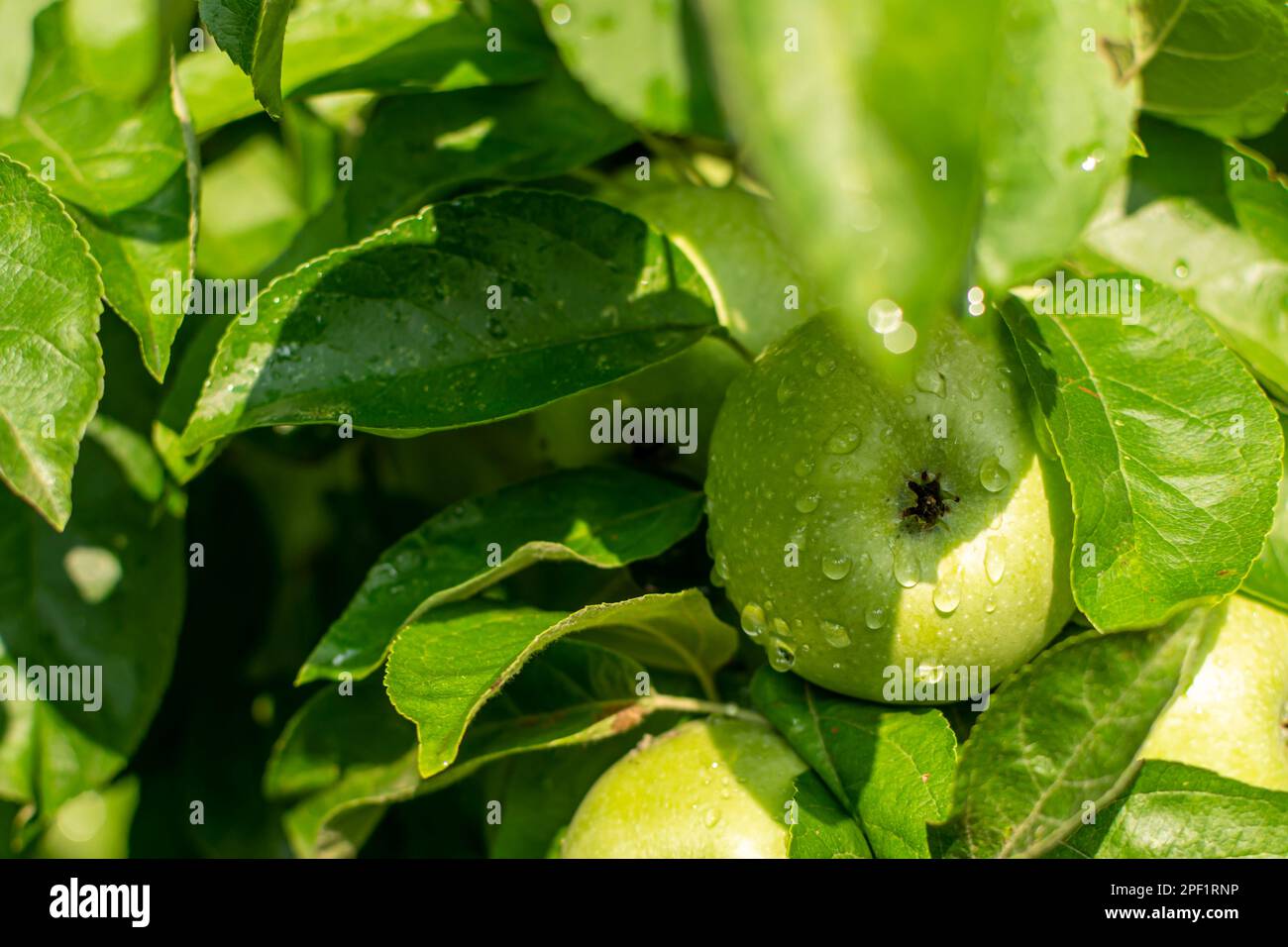 Reinette simirenko -Fotos und -Bildmaterial in hoher Auflösung – Alamy