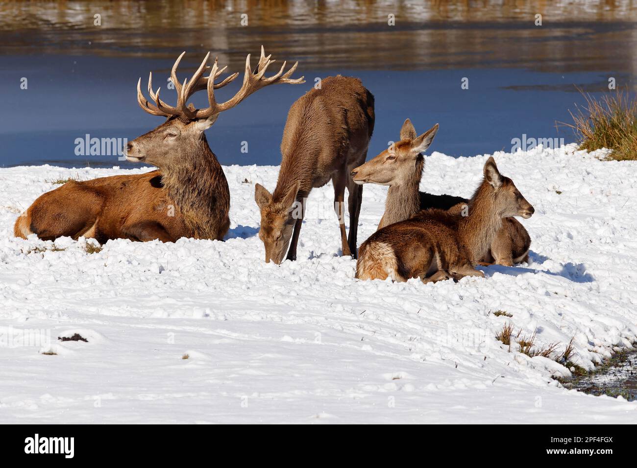 Rotwild (Cervus elaphus) Rotwild im Winter, Herde, Hirsch im Schnee mit ...