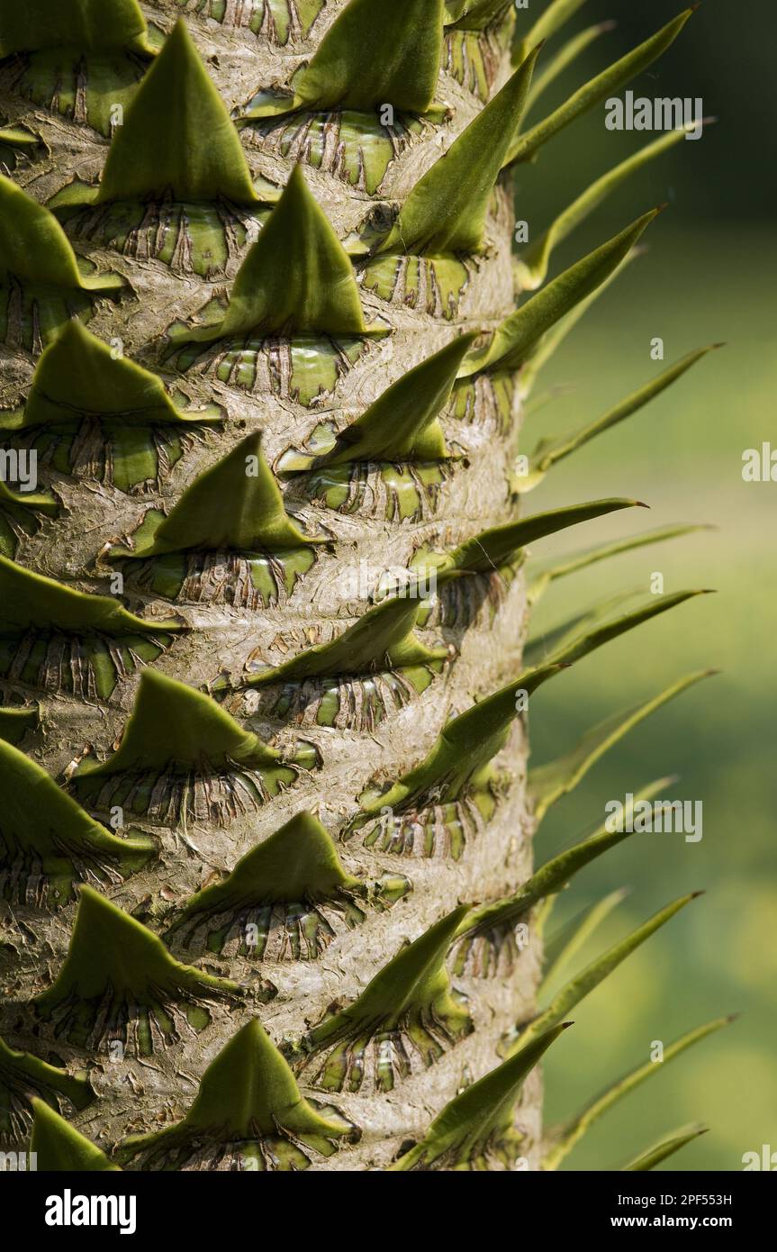 Chilenische tanne -Fotos und -Bildmaterial in hoher Auflösung – Alamy