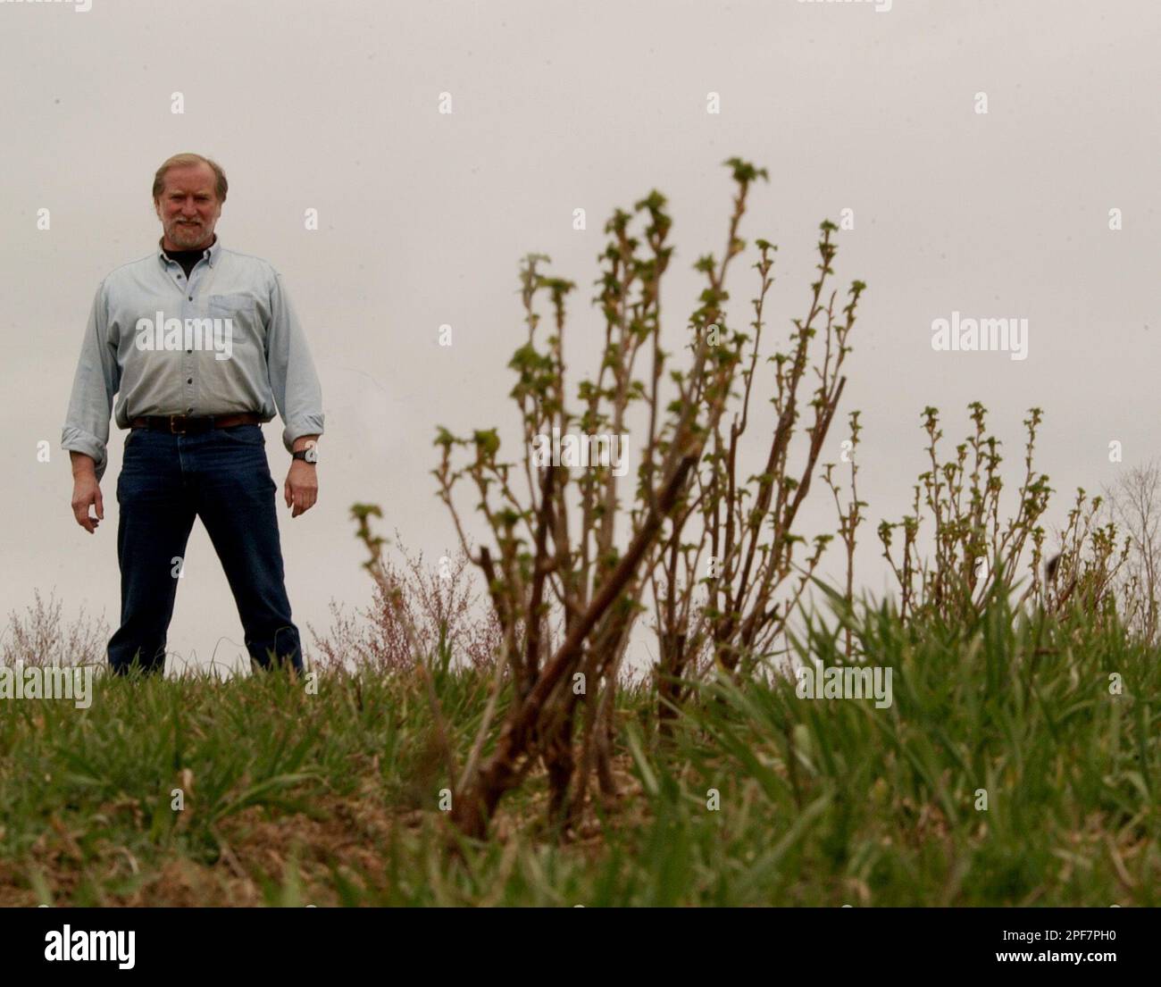 Greg Quinn, who has planted disease-resistant black currants on his 135 ...