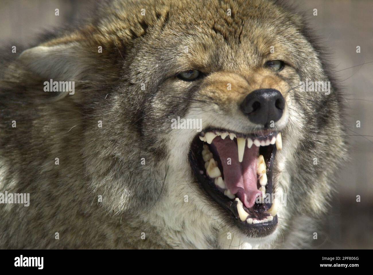 A male eastern coyote snarls in its pen, Wednesday, April 9, 2003, at ...