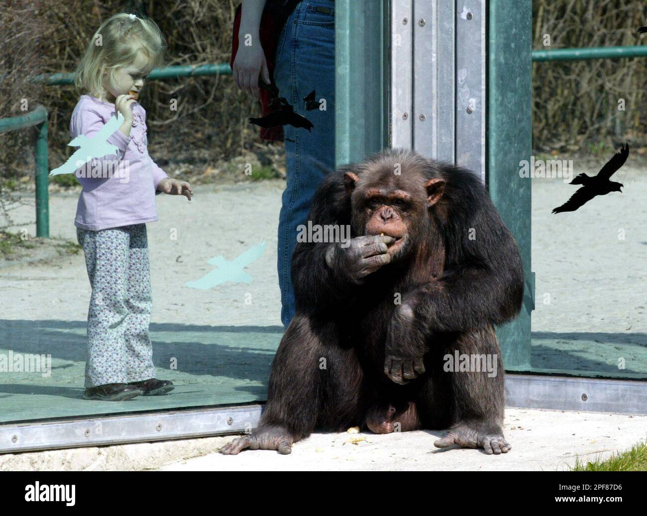 Waehrend eine kleine Zoobesucherin ihren Lolli lutscht beobachtet sie ...