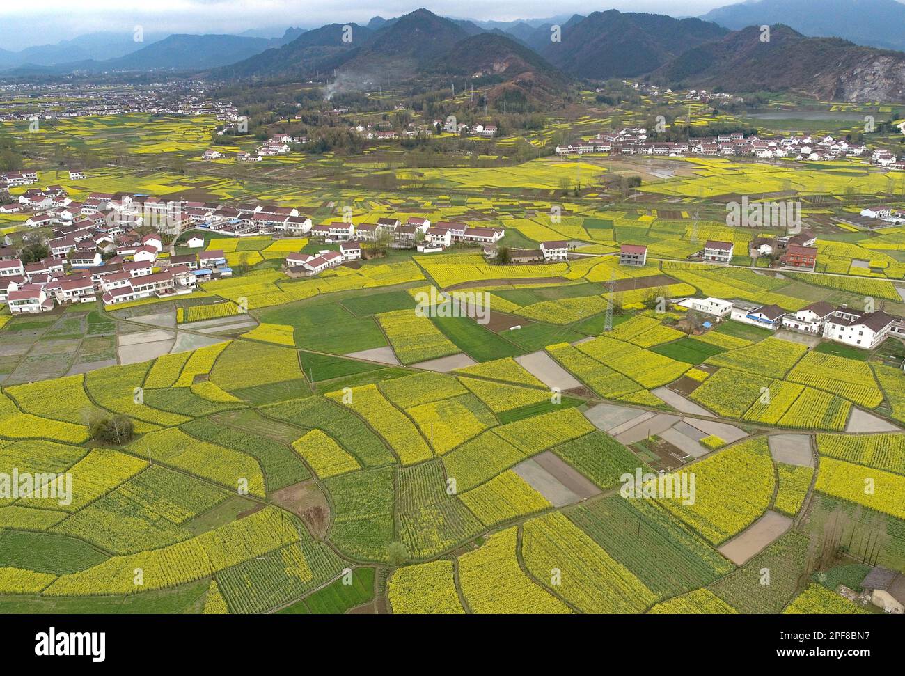 HANZHONG, CHINA - 16. MÄRZ 2023 - Luftfoto zeigt blühende Rapsblumen im ...