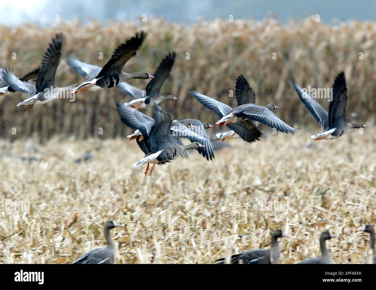 Wildgaense aus der Arktis treffen am Montag, 14. Oktober 2002, wie in ...