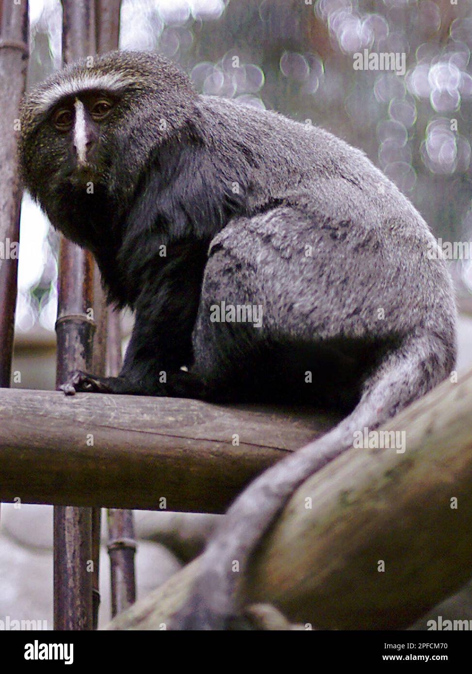 A Hamlyn owl-faced monkey, seen Monday, Nov. 29, 1999, at the San ...