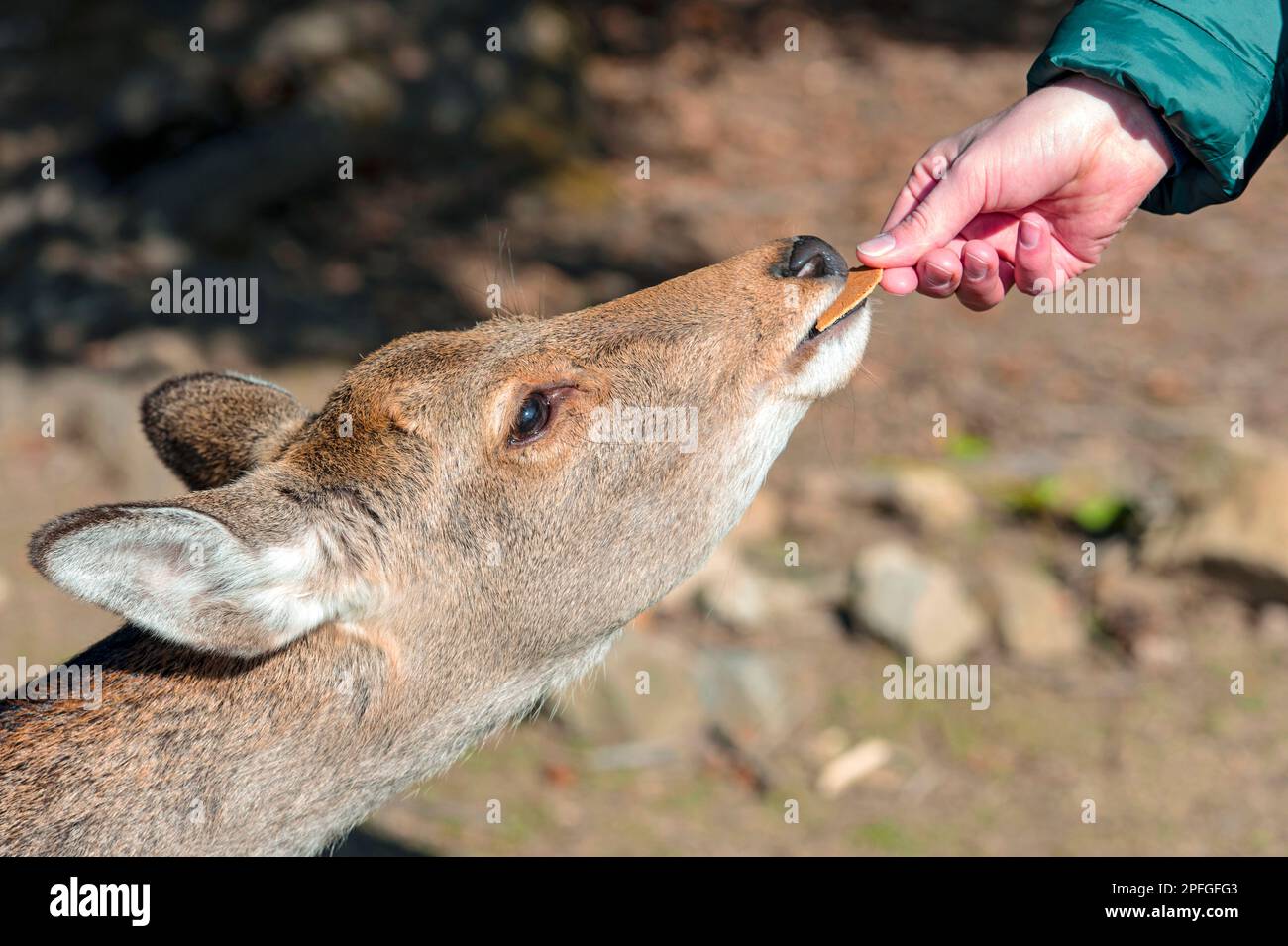 Person with deer -Fotos und -Bildmaterial in hoher Auflösung – Alamy