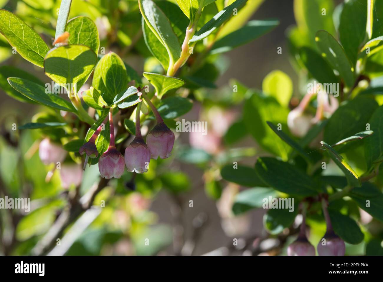 La myrtille des marais -Fotos und -Bildmaterial in hoher Auflösung – Alamy