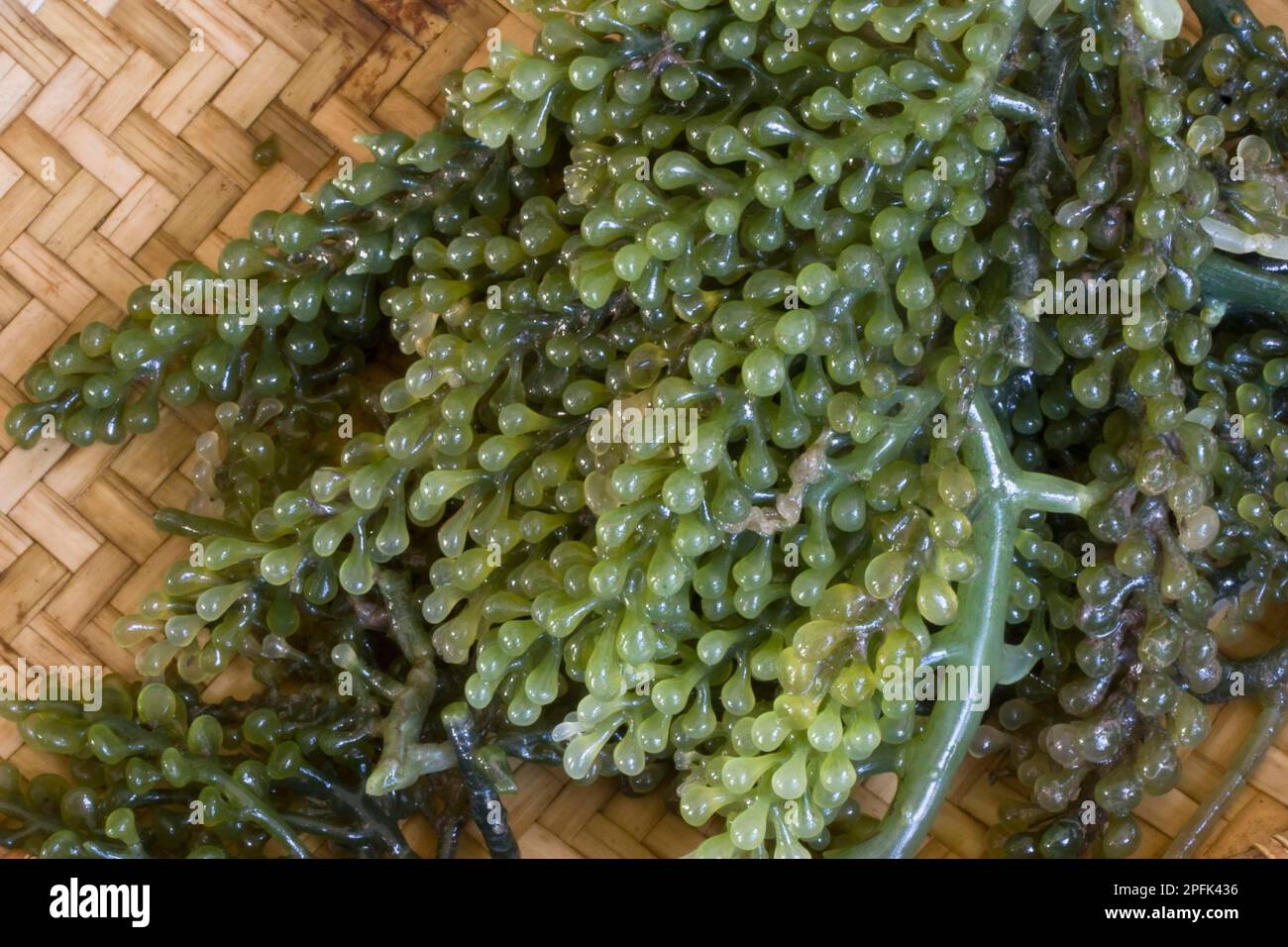 Essbare algen ernten -Fotos und -Bildmaterial in hoher Auflösung – Alamy