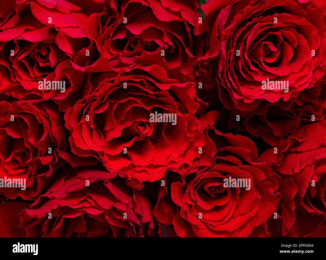 Schöne rote rosen -Fotos und -Bildmaterial in hoher Auflösung – Alamy