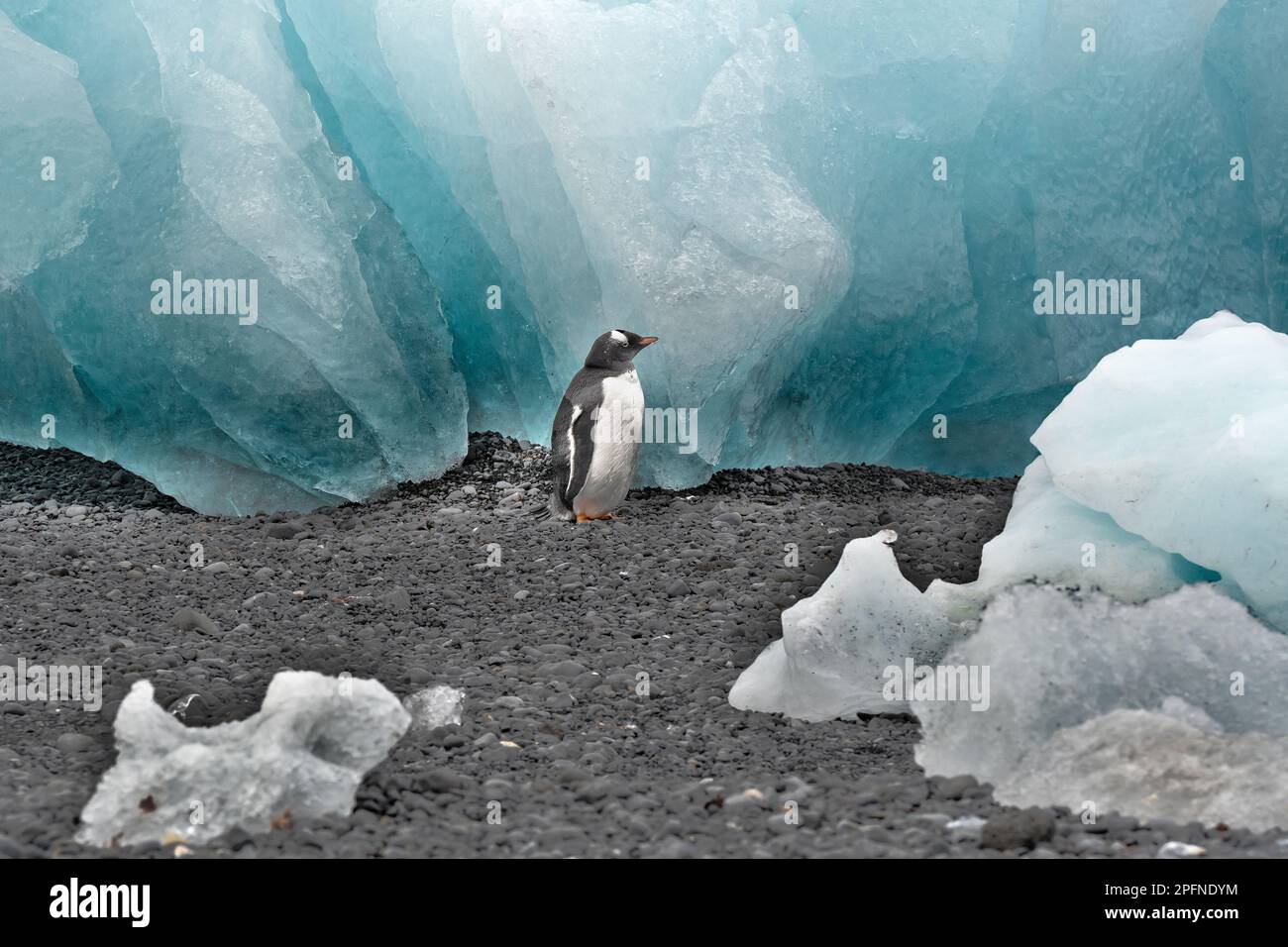 Tiere der antarktis -Fotos und -Bildmaterial in hoher Auflösung – Alamy