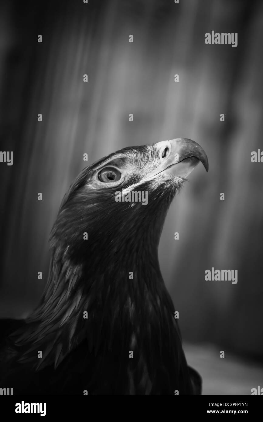 Golden eagle hunting Schwarzweiß-Stockfotos und -bilder - Alamy