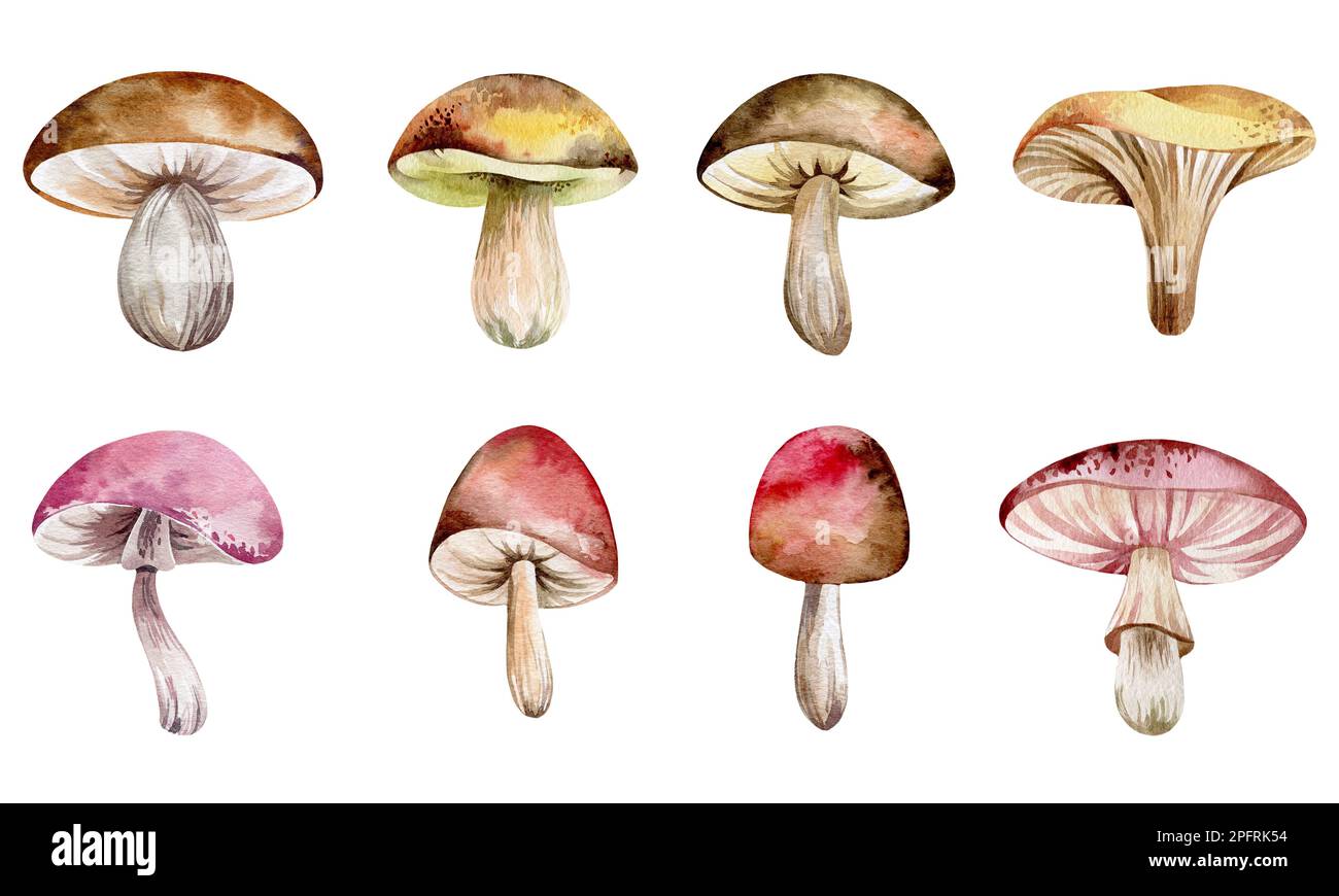 Illustrationen essbare pilze -Fotos und -Bildmaterial in hoher ...