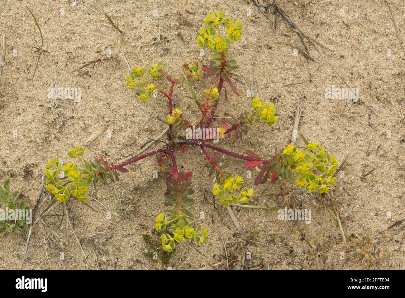 Prostrate spurge -Fotos und -Bildmaterial in hoher Auflösung – Alamy