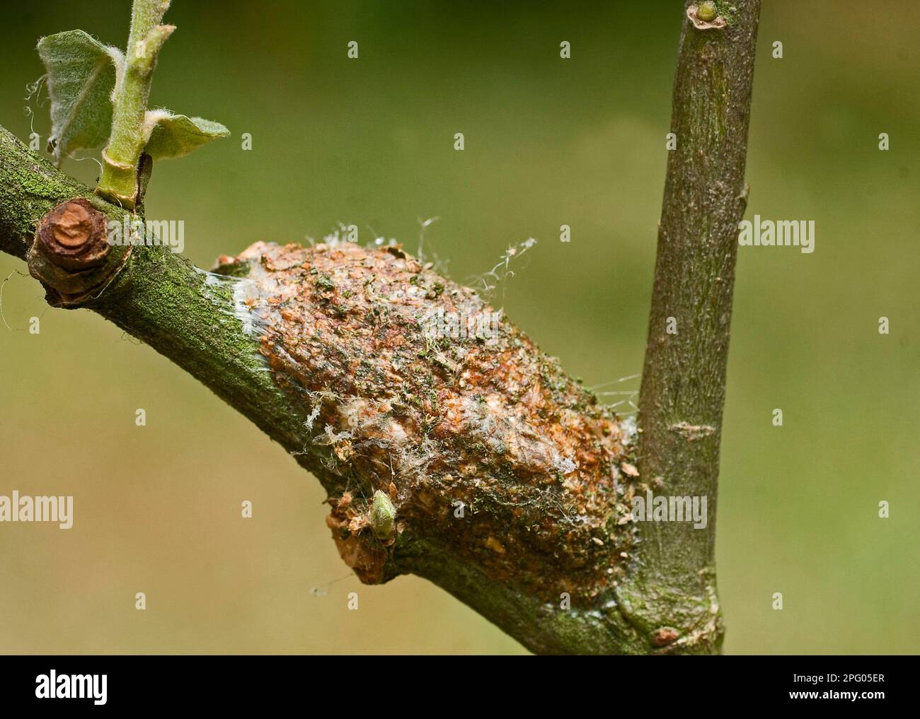 Pussmoth (Cerura vinula), großer Gabelschwanz, großer Gabelschwanz ...