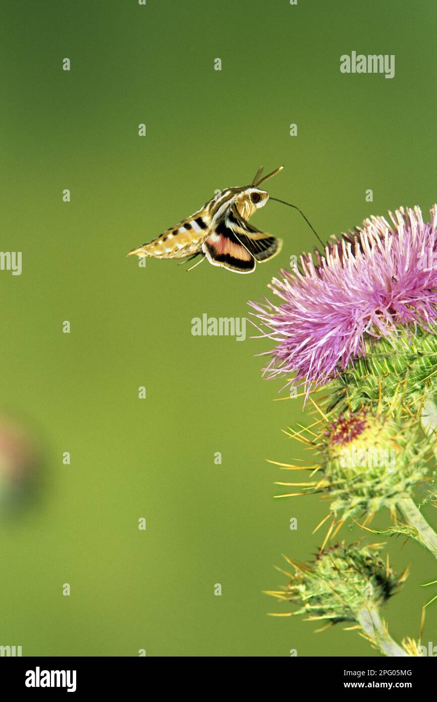 Weiße Sphinx (Sphingidae), Insekten, Motten, Schmetterlinge, Tiere ...