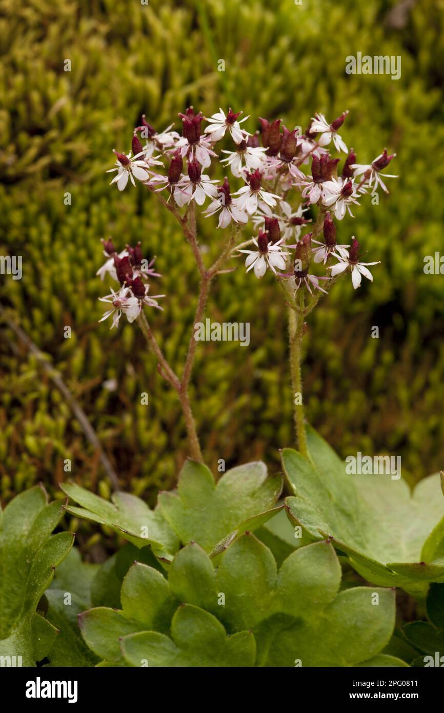 Saxifraga nelsoniana -Fotos und -Bildmaterial in hoher Auflösung – Alamy