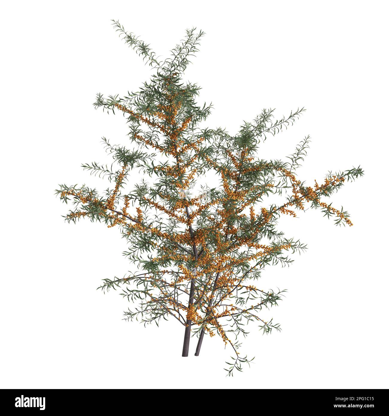 Hippophae rhamnoides illustration -Fotos und -Bildmaterial in hoher ...