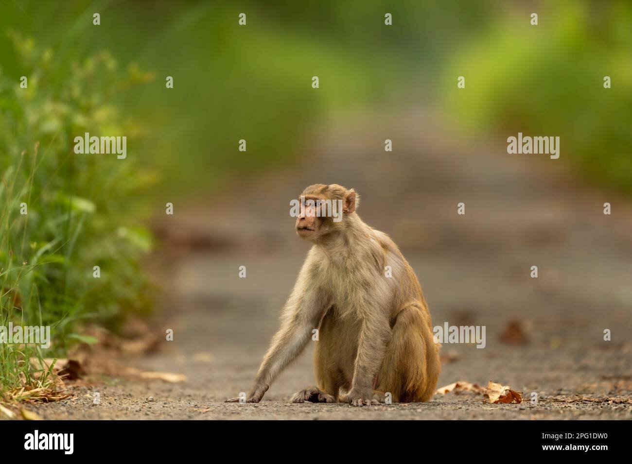 Indien macaca mulatta primaten alte welt rhesusaffe makaken -Fotos und ...