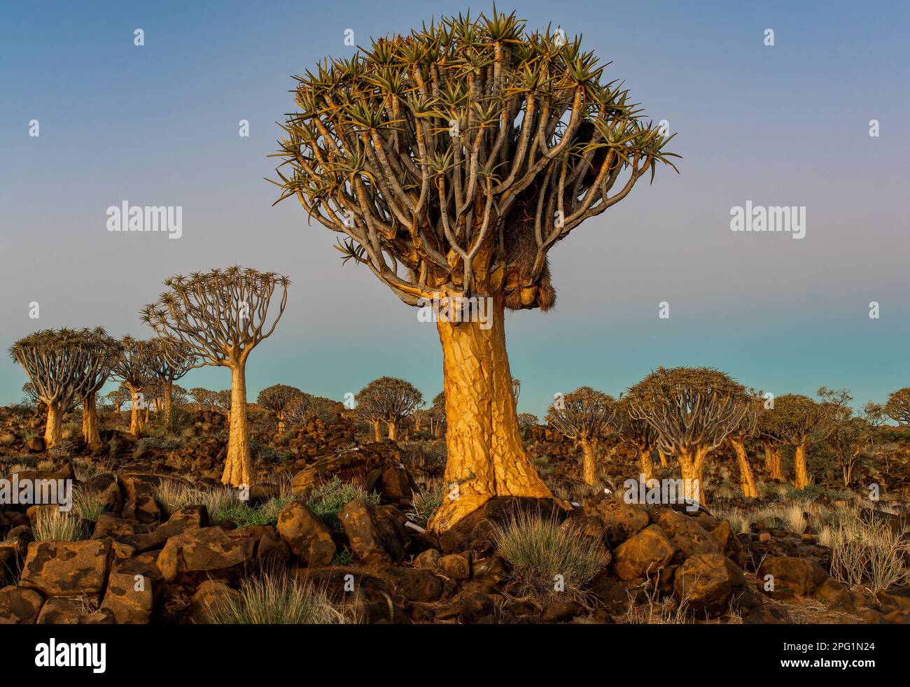 Quivertree Forest, Gariganus, Keetmanshoop, Namibia, 2023. Einer der ...