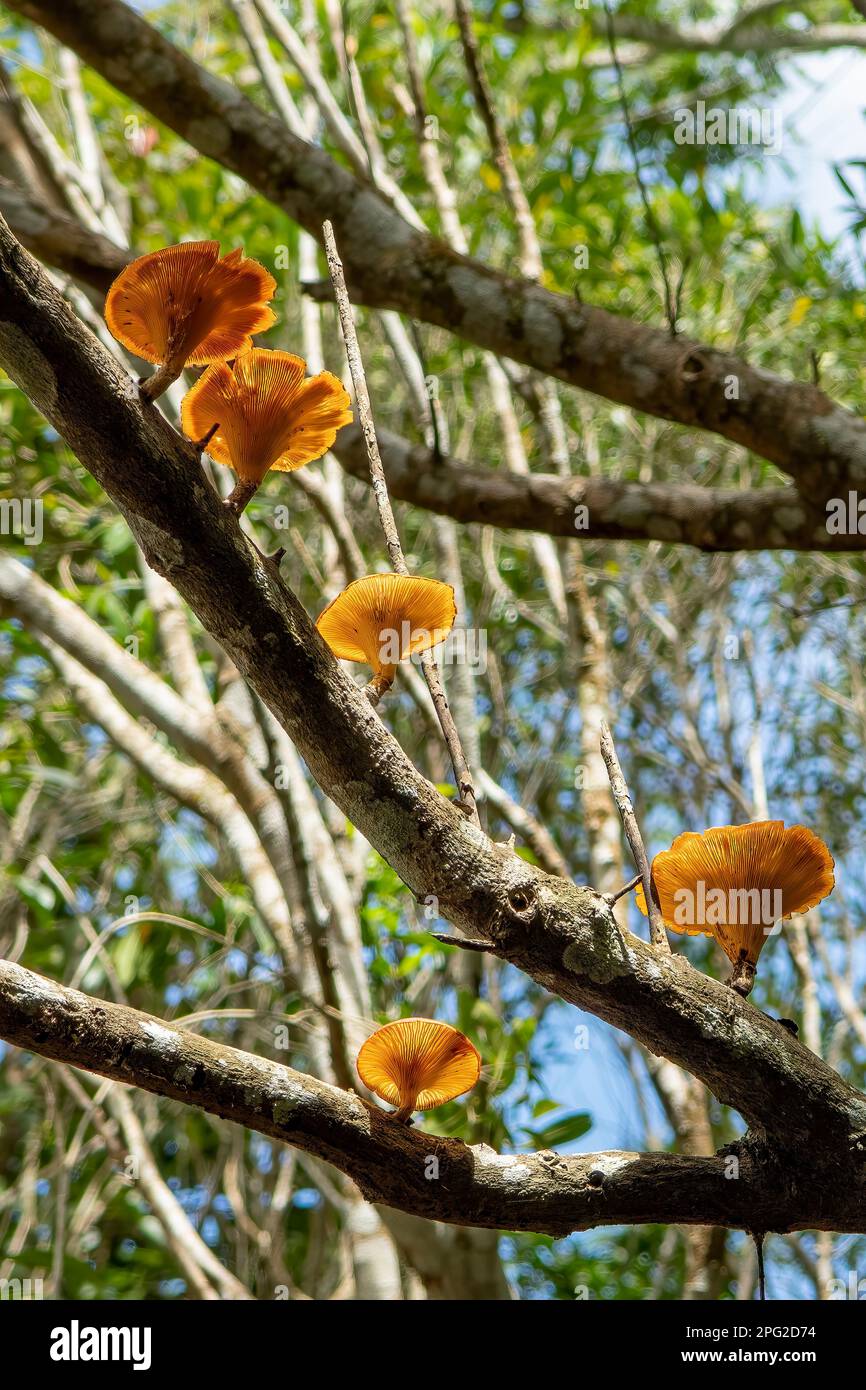 Orange mauritius -Fotos und -Bildmaterial in hoher Auflösung – Alamy