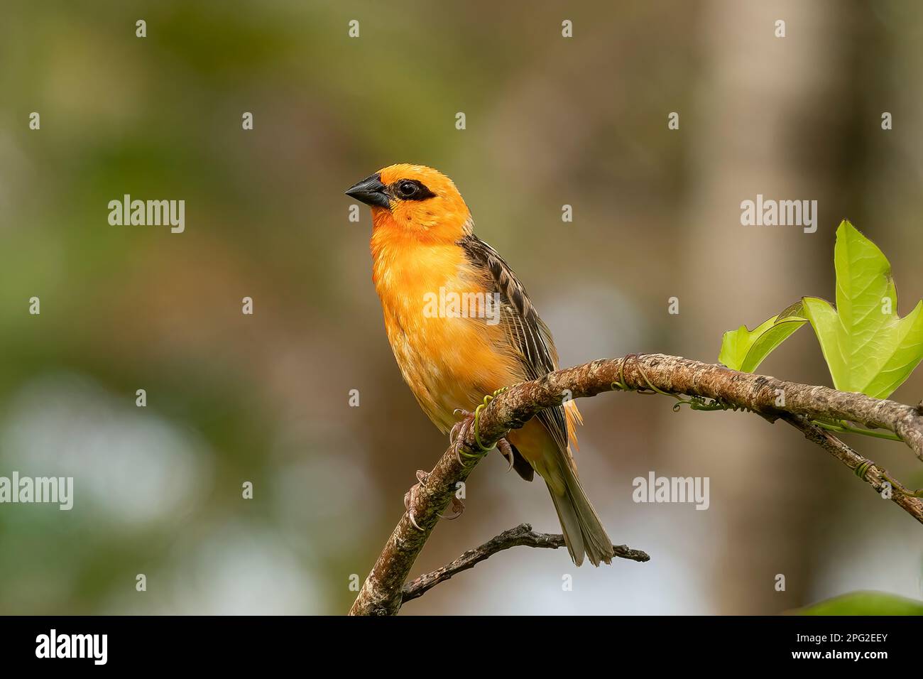 Orange mauritius -Fotos und -Bildmaterial in hoher Auflösung – Alamy