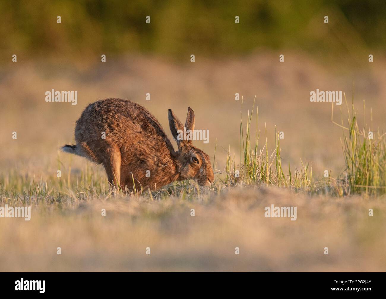 Ein sonnenbeleuchteter Braunhaar ( Lepus europaeus), der das Grasland ...
