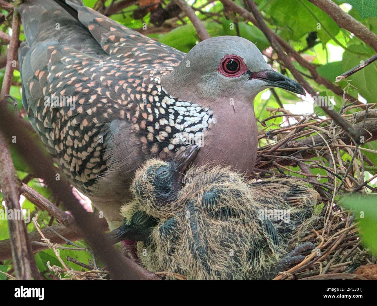 Vogel archivbilder -Fotos und -Bildmaterial in hoher Auflösung – Alamy