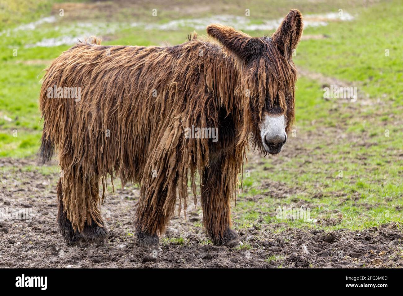 Woolly donkey -Fotos und -Bildmaterial in hoher Auflösung – Alamy