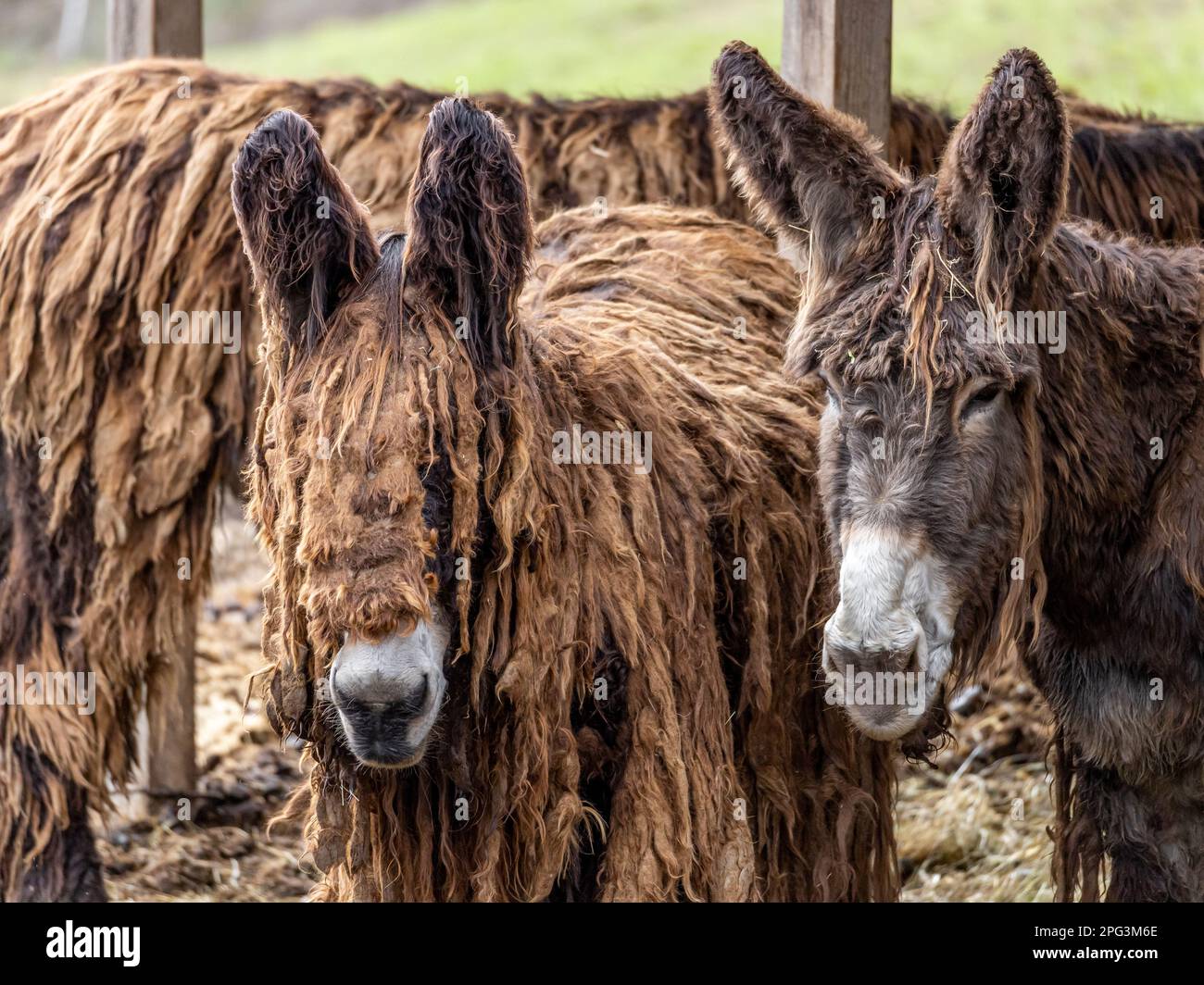 Poitevin esel -Fotos und -Bildmaterial in hoher Auflösung – Alamy