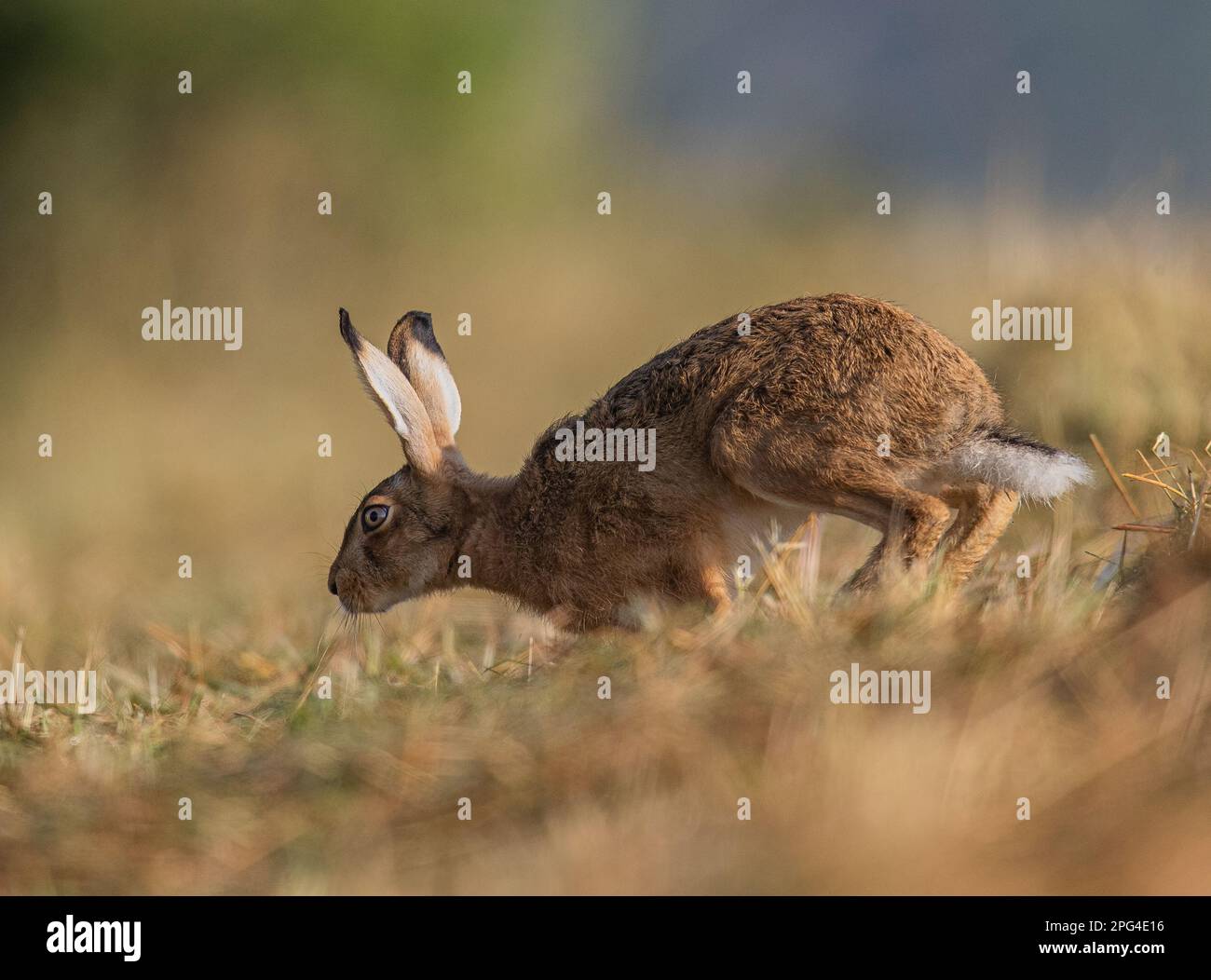 Ein schneller Braunhaar ( Lepus europaeus), der den Dreitagebart ...