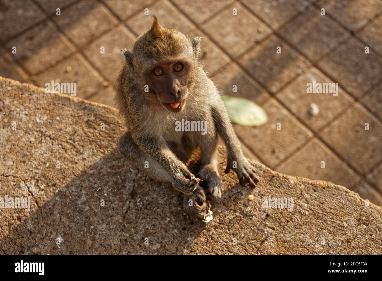 Balinesische makaken -Fotos und -Bildmaterial in hoher Auflösung – Alamy