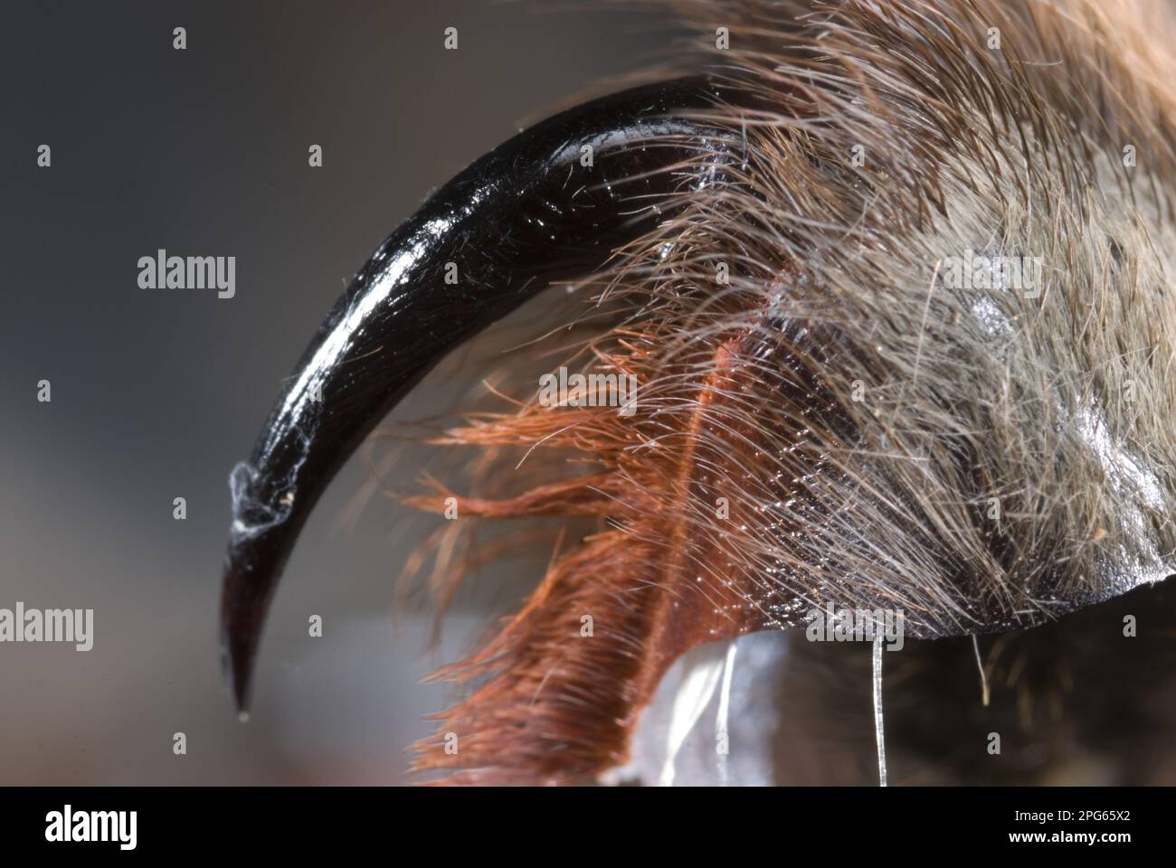 Tarantula spider grammostola cala -Fotos und -Bildmaterial in hoher ...