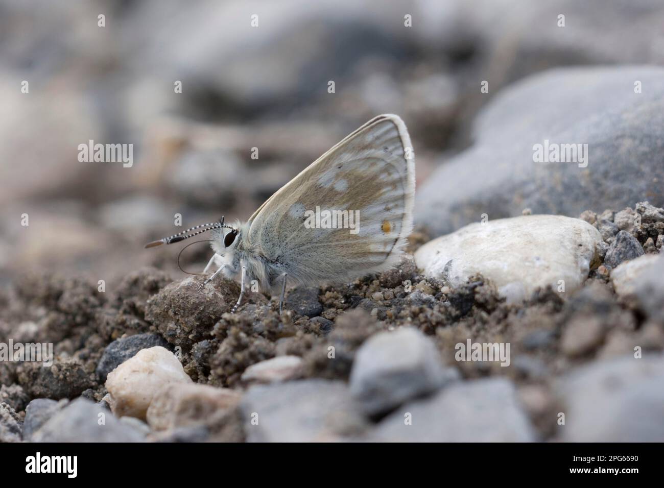 Agriade pyrenaicus -Fotos und -Bildmaterial in hoher Auflösung – Alamy