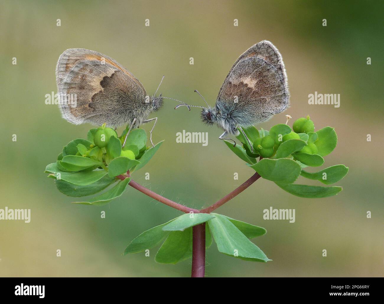Zwei kleine motten -Fotos und -Bildmaterial in hoher Auflösung – Alamy