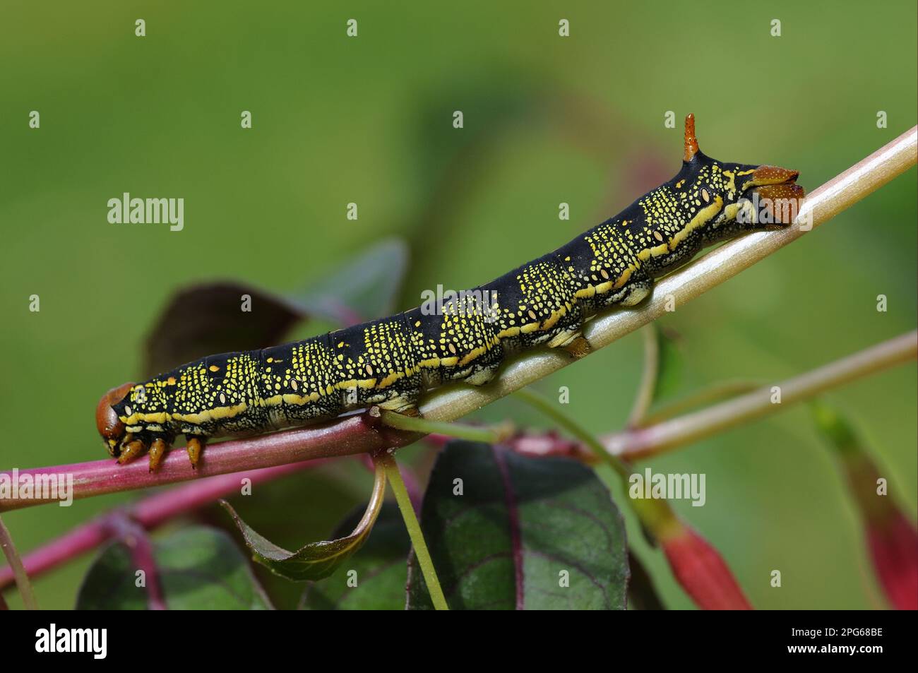 Weiße Sphinx (Sphingidae), Insekten, Motten (Hyles lineata ...
