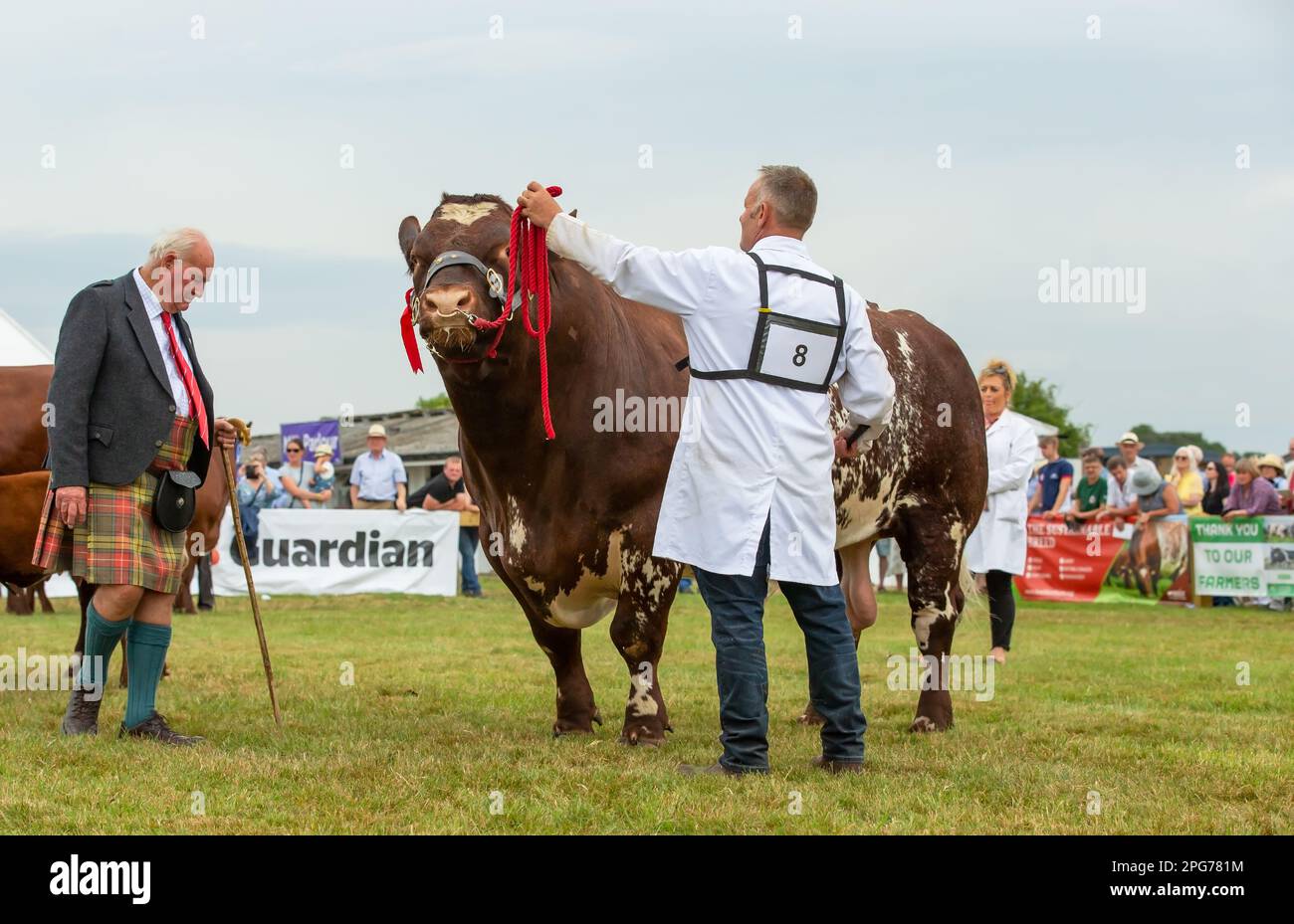 Great Yorkshire Show, Harrogate, Großbritannien, Juli 12 2022, Jury der Beef Shorthorn Bull ...