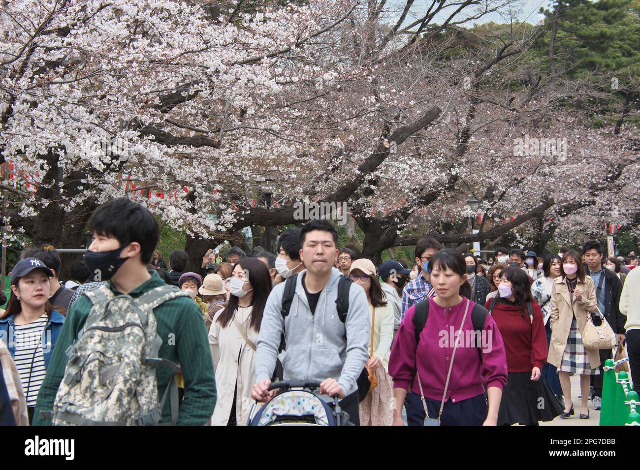 Tokio, Japan. 21. März 2023. Im Ueno-Park in Tokio am Dienstag, den 21 ...