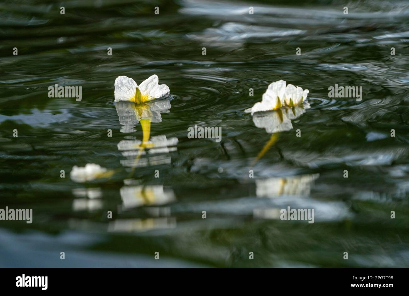Ottelia acuminata -Fotos und -Bildmaterial in hoher Auflösung – Alamy