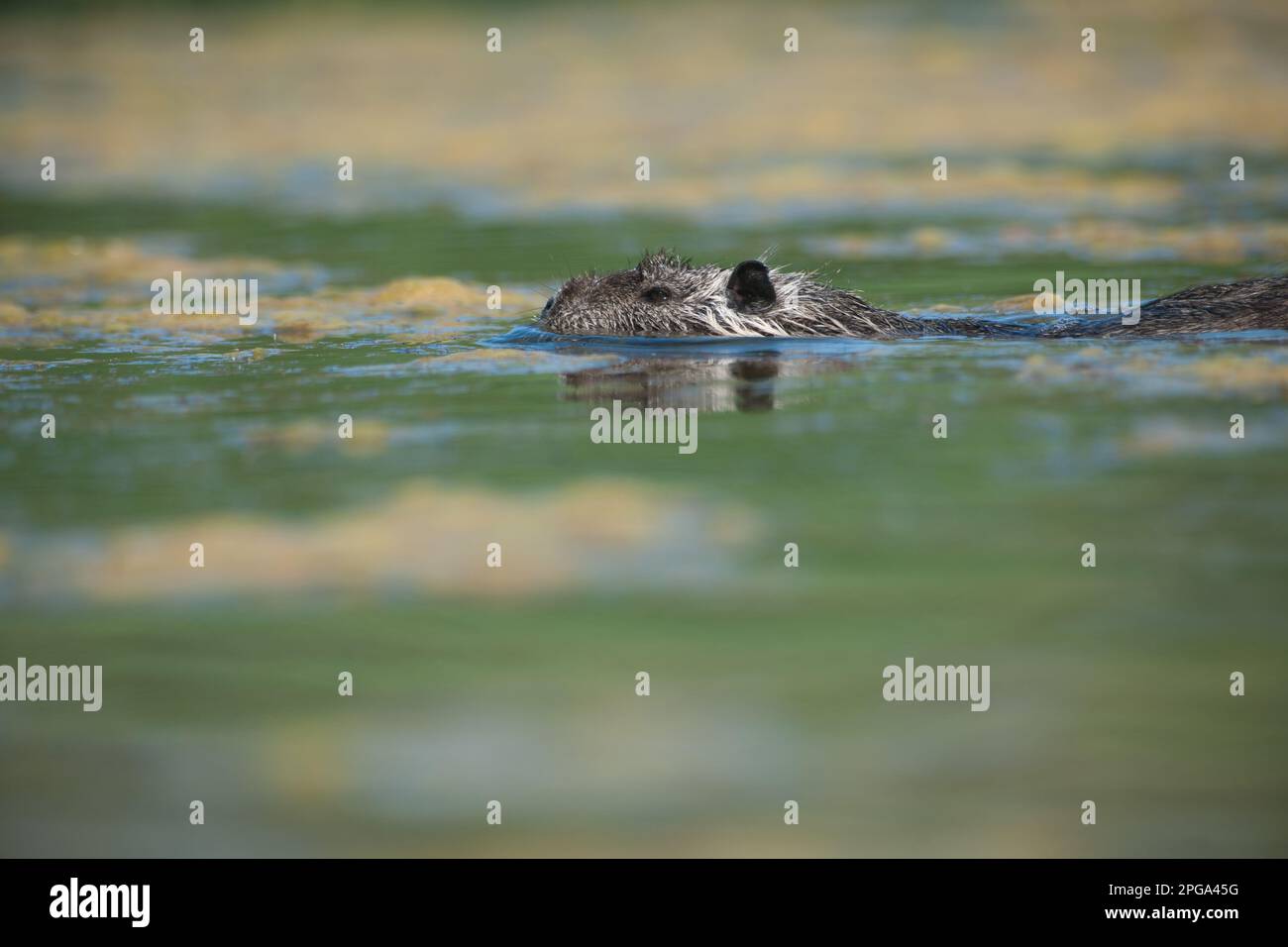 Nutria, fiume sele, oasi wwf di persano, serre, salerno, kampanien ...