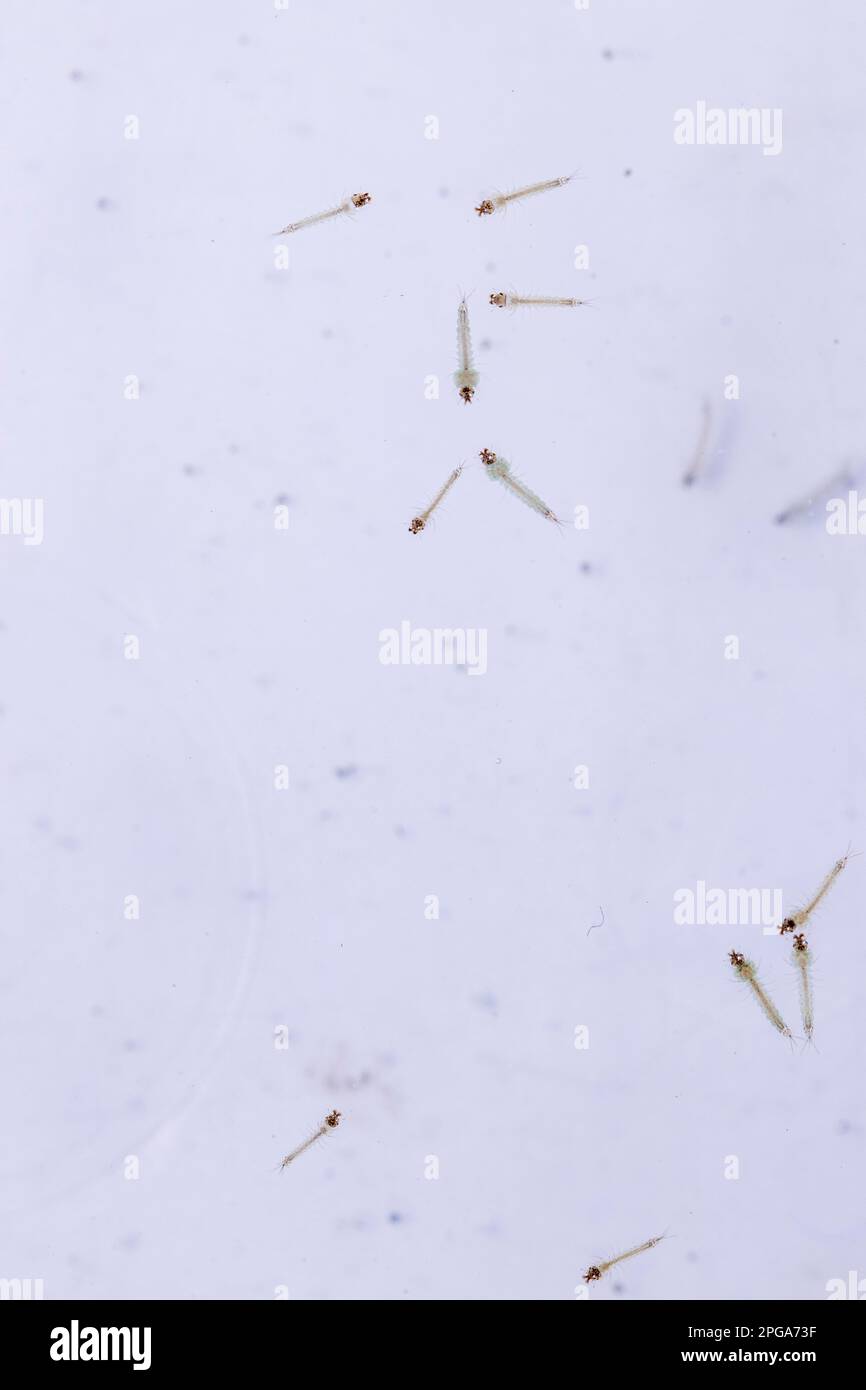 Larvas de mosquito aedes aegypti -Fotos und -Bildmaterial in hoher ...
