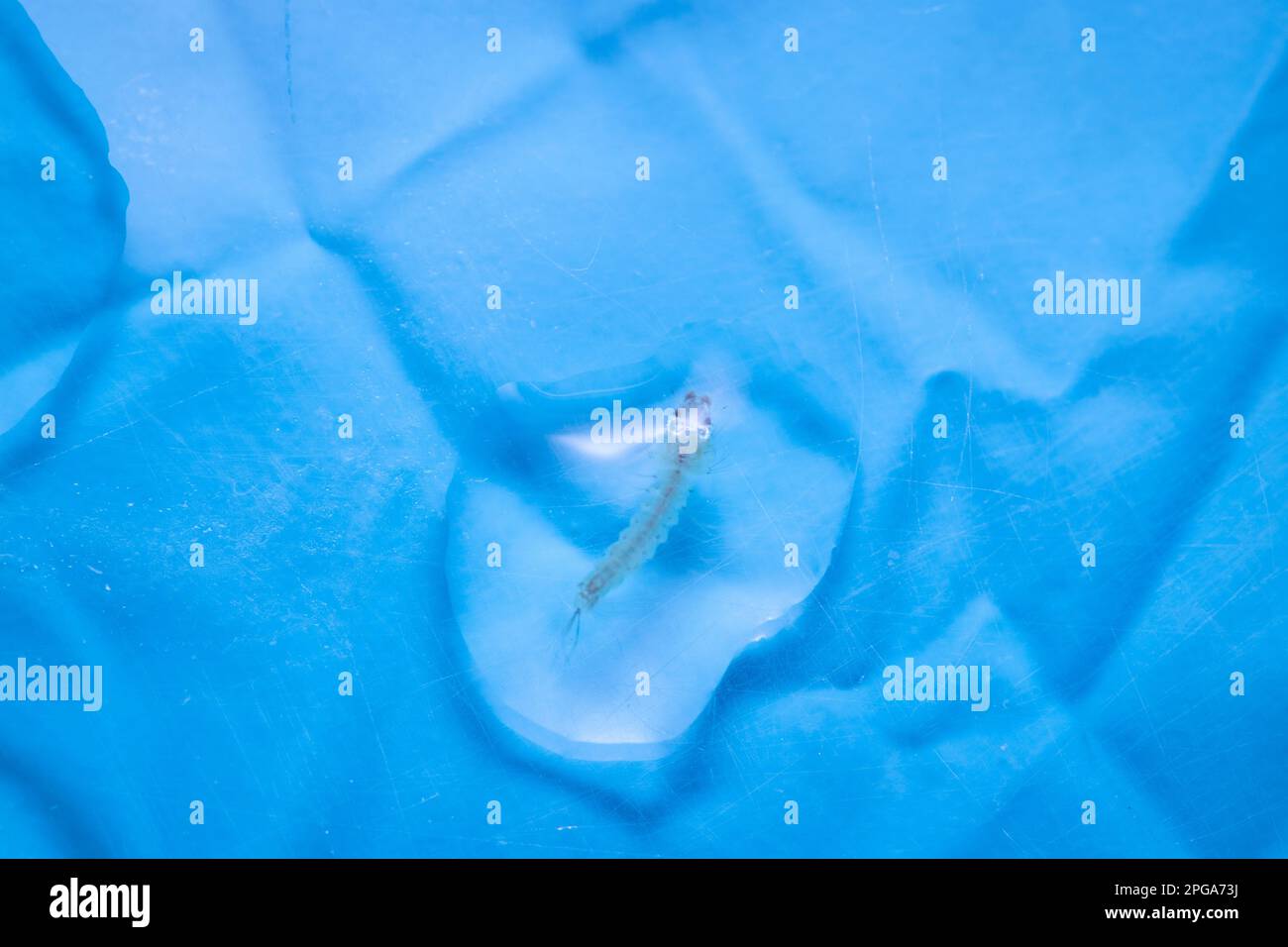 Larvas de mosquito aedes aegypti -Fotos und -Bildmaterial in hoher ...