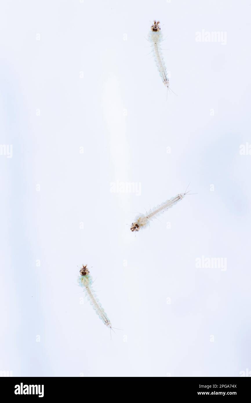 Larvas de mosquito aedes aegypti -Fotos und -Bildmaterial in hoher ...